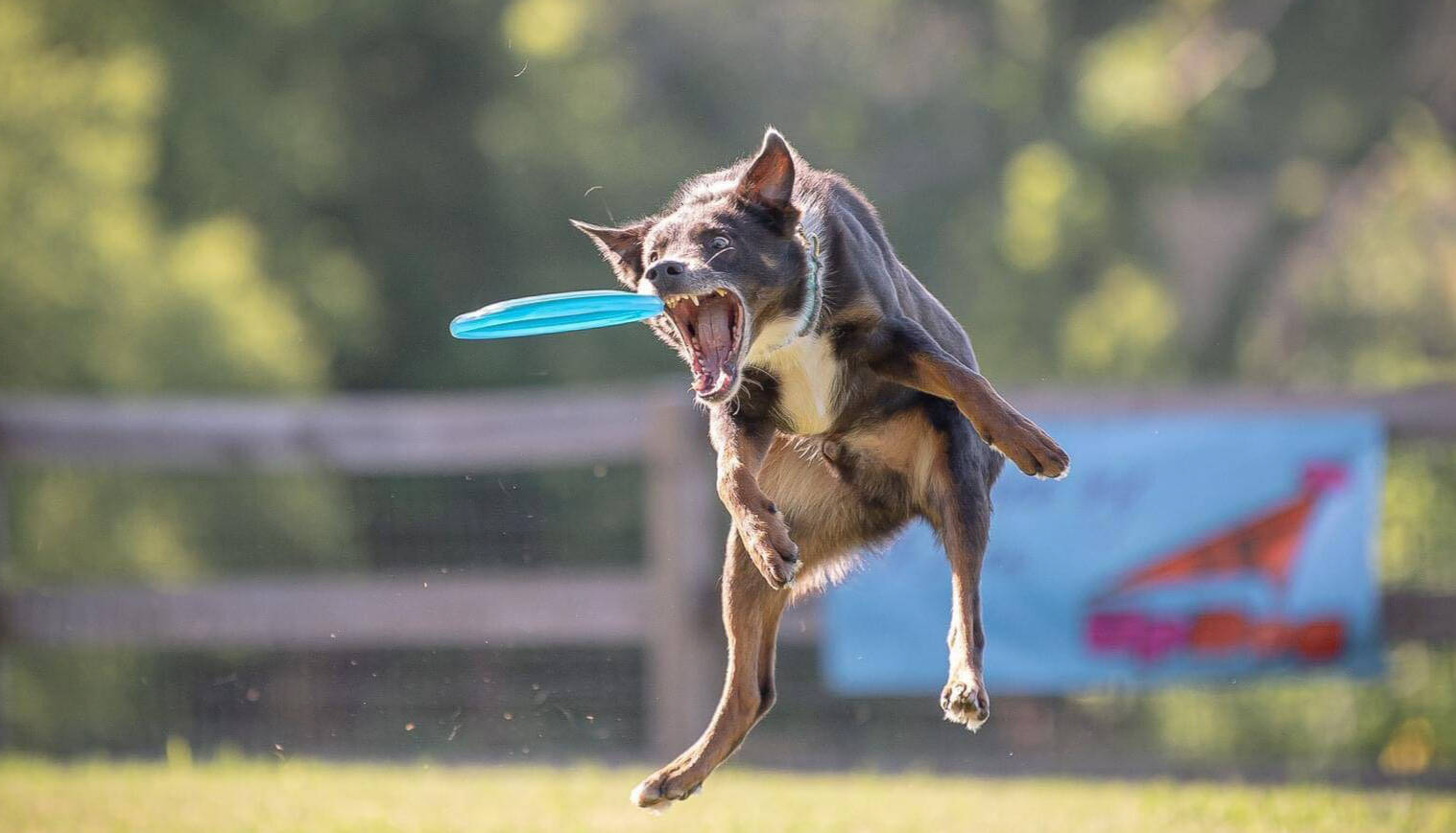 High-drive sport dog leaping to catch disc during UpDog competition at ...